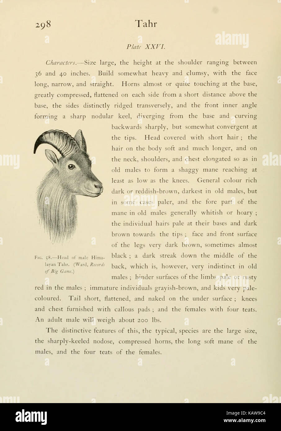 Wild oxen, sheep and goats of all lands, living and extinct (Page 298 ...