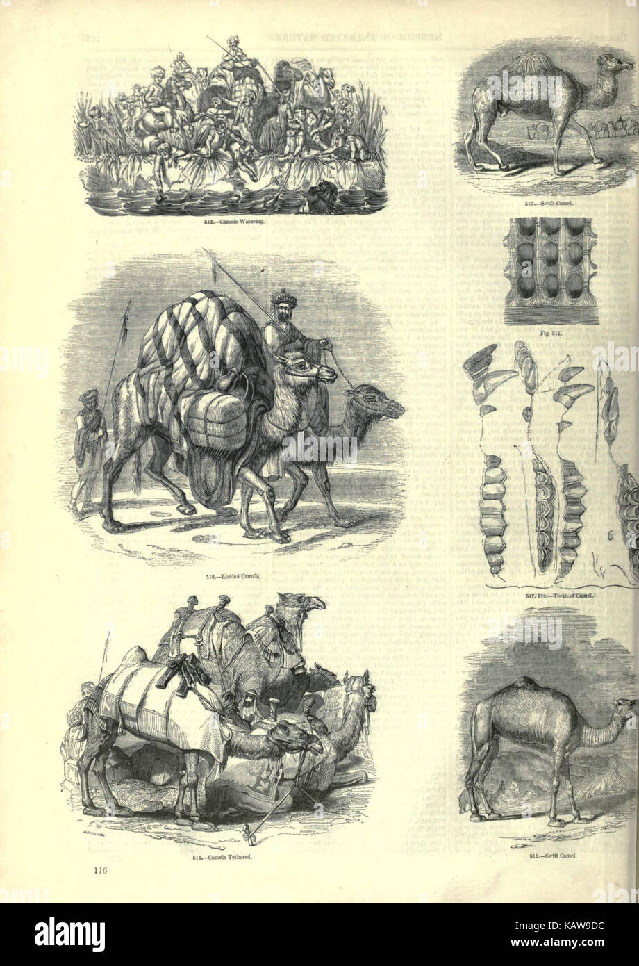 The 'Pictorial Museum of Animated Nature' is a visual encyclopedia ...