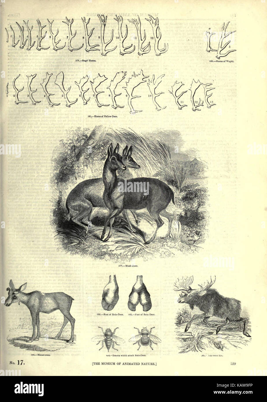 An illustration from 'The Pictorial Museum of Animated Nature ...