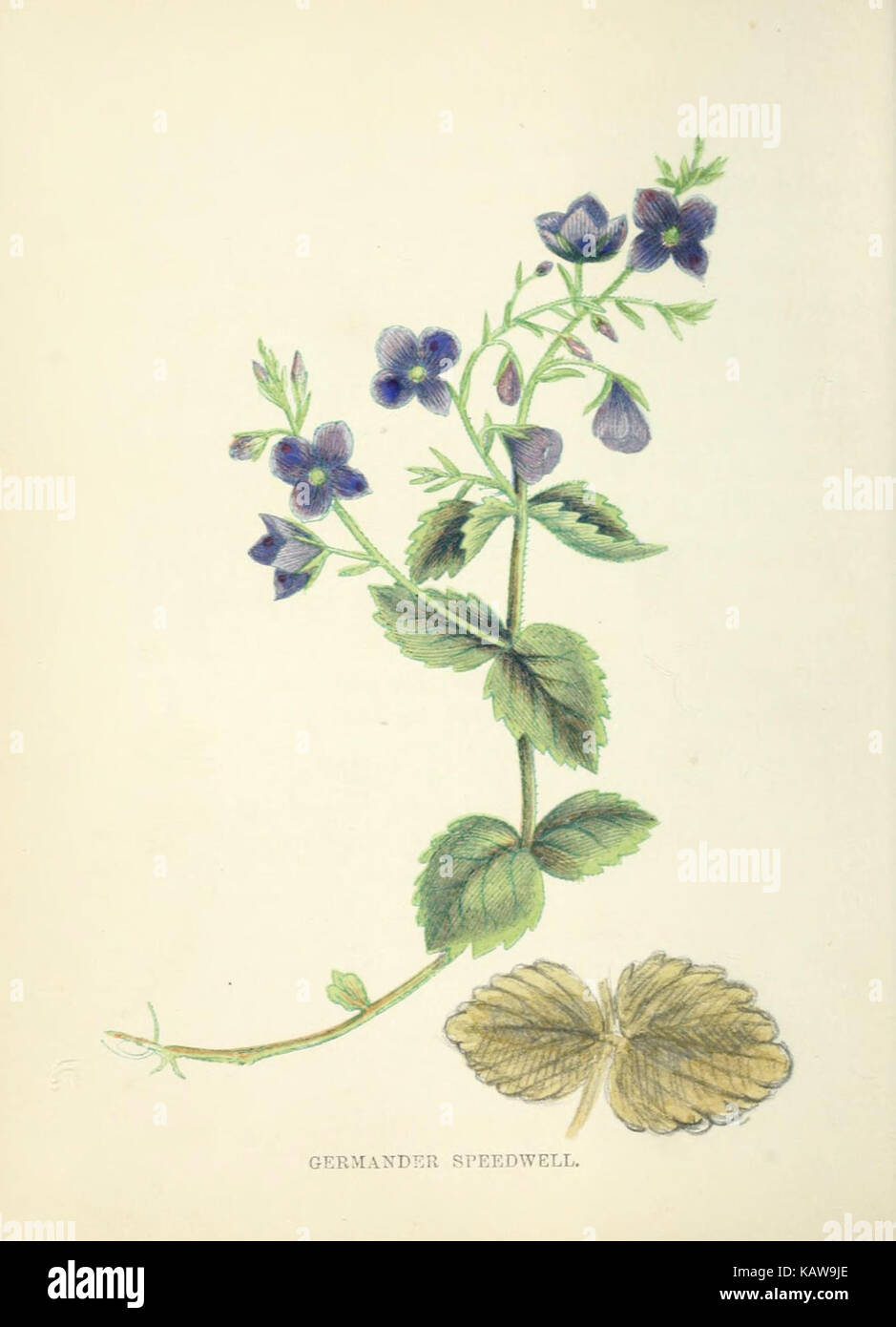 Botanical specimens labeled hi-res stock photography and images - Alamy