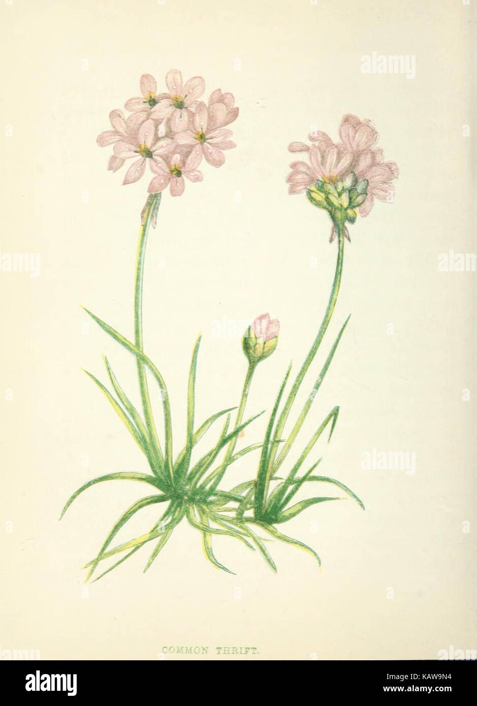 Larger botanical catalog hi-res stock photography and images - Alamy