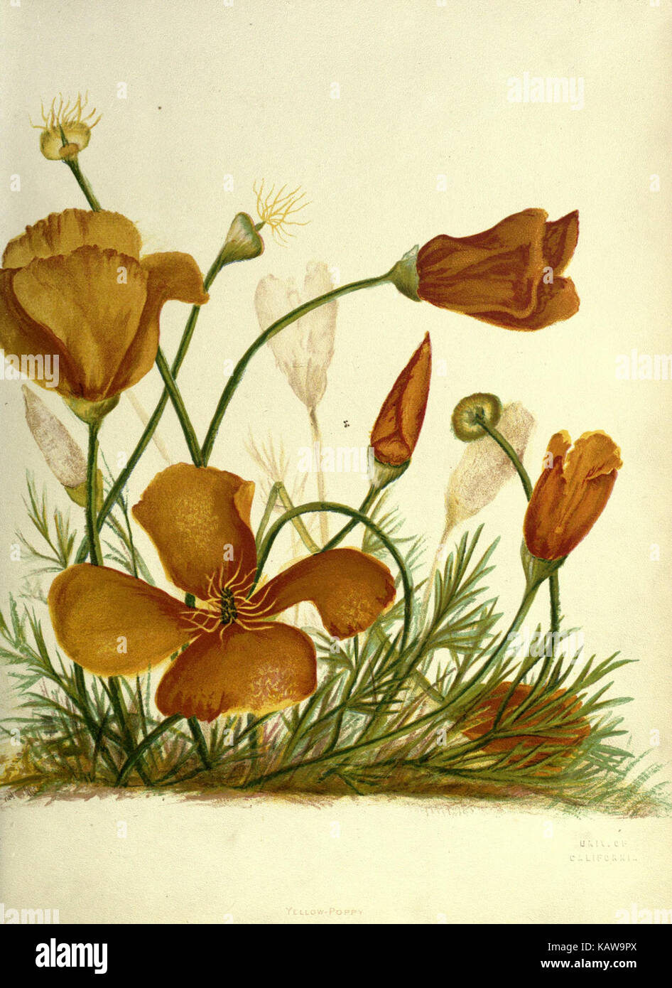 This image shows an illustration of wildflowers native to the Pacific ...