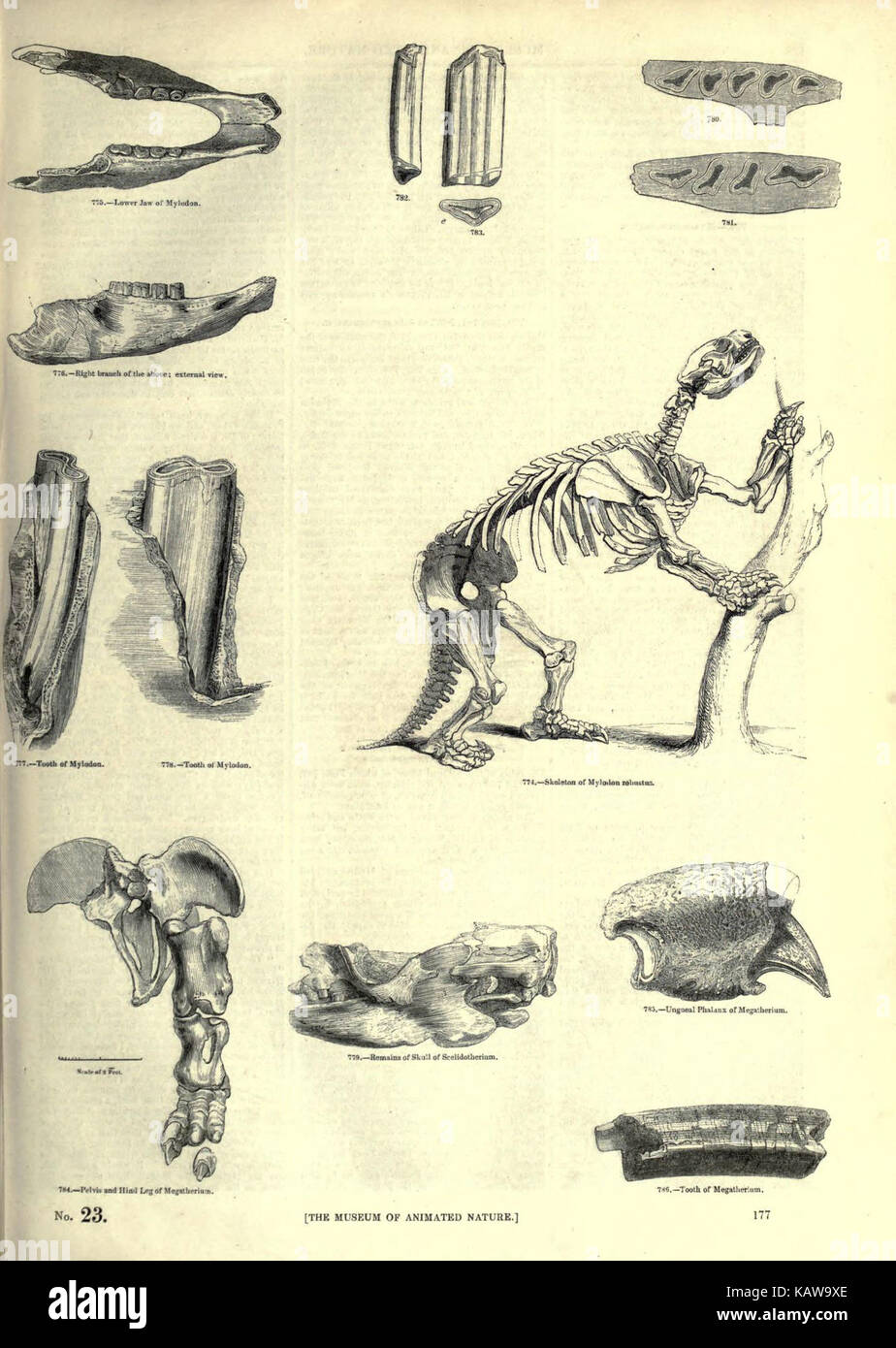 Page 177 of 'The Pictorial Museum of Animated Nature' likely features ...