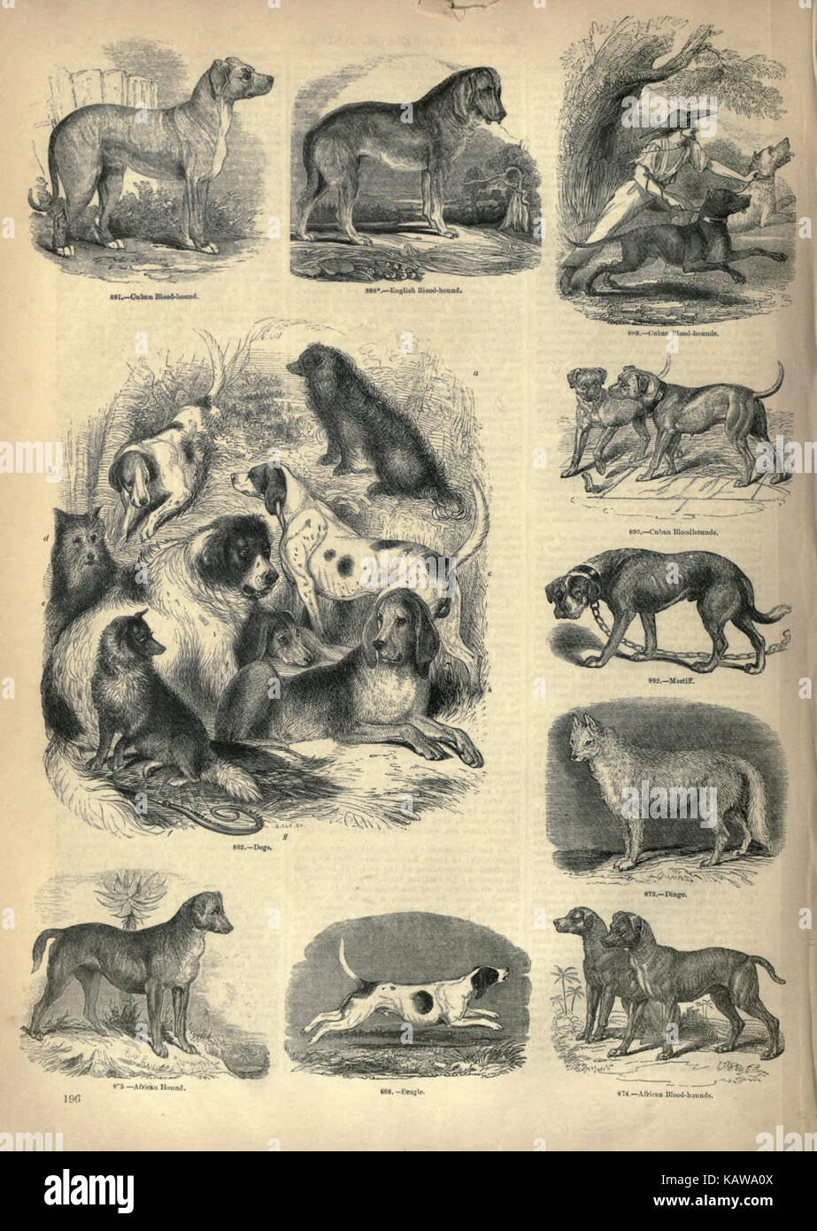 The pictorial museum of animated nature (Page 196) (6093029170 Stock ...