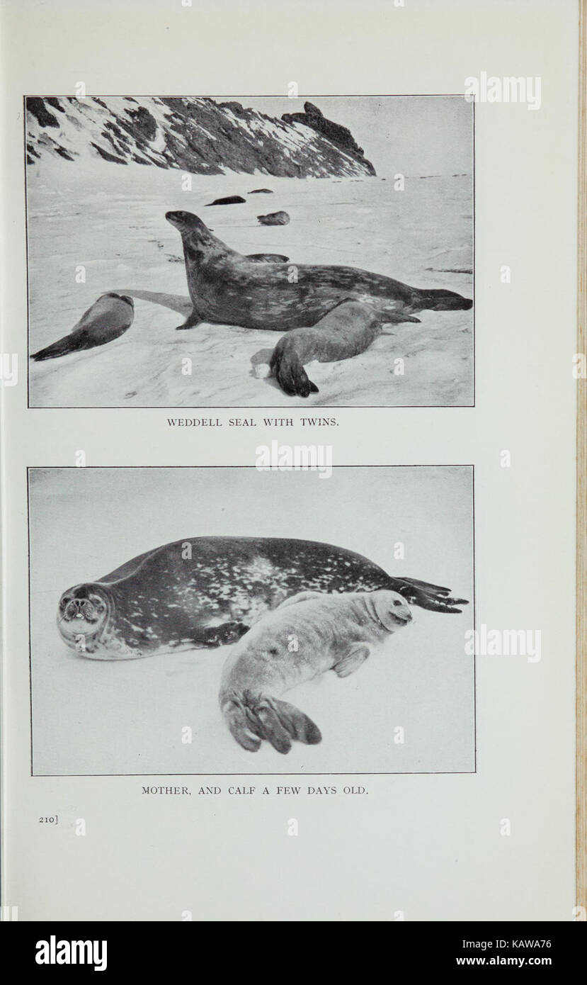 'The Great White South' is an account of the Antarctic exploration led ...