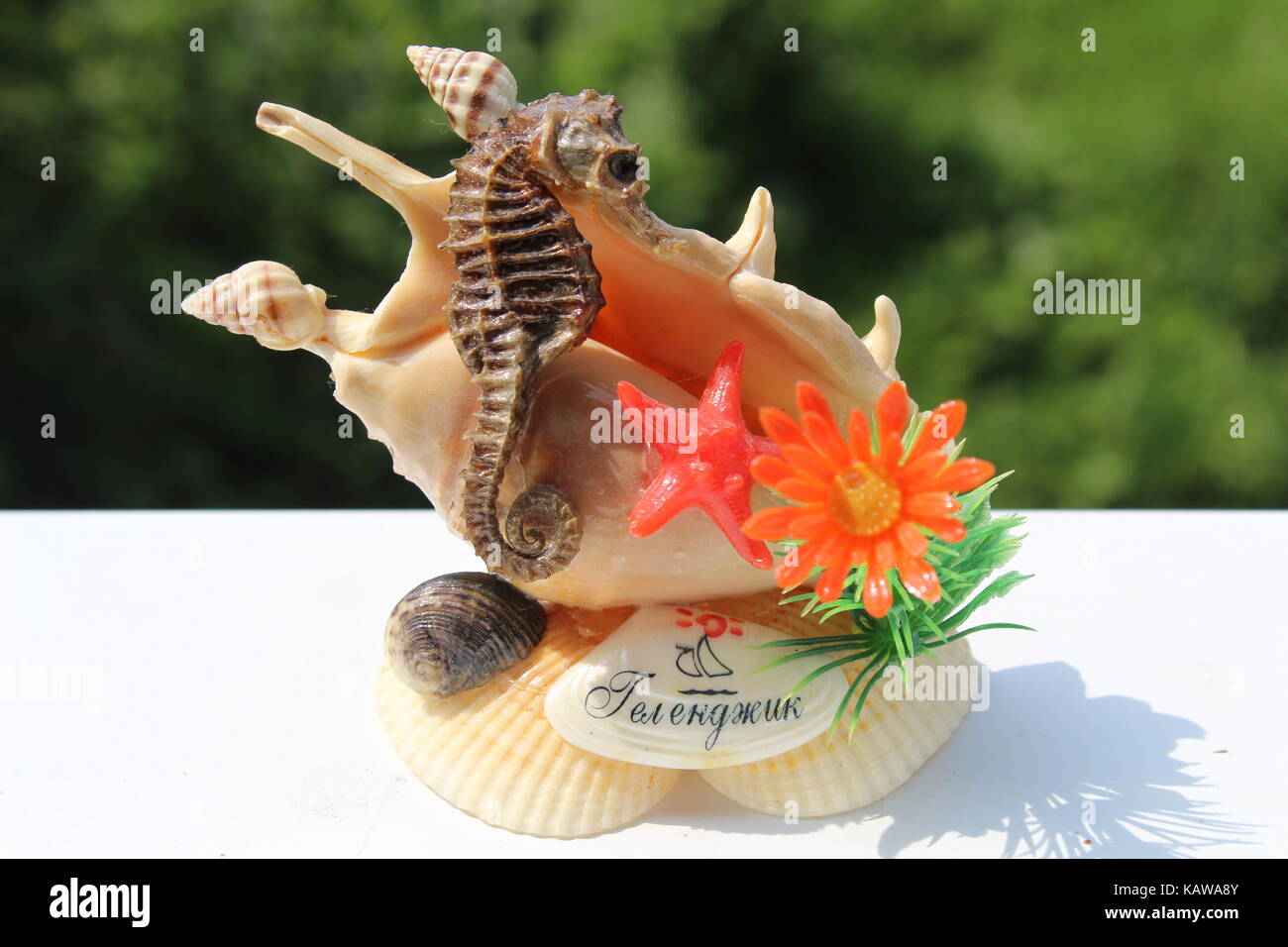 Souvenir shells hi-res stock photography and images - Alamy