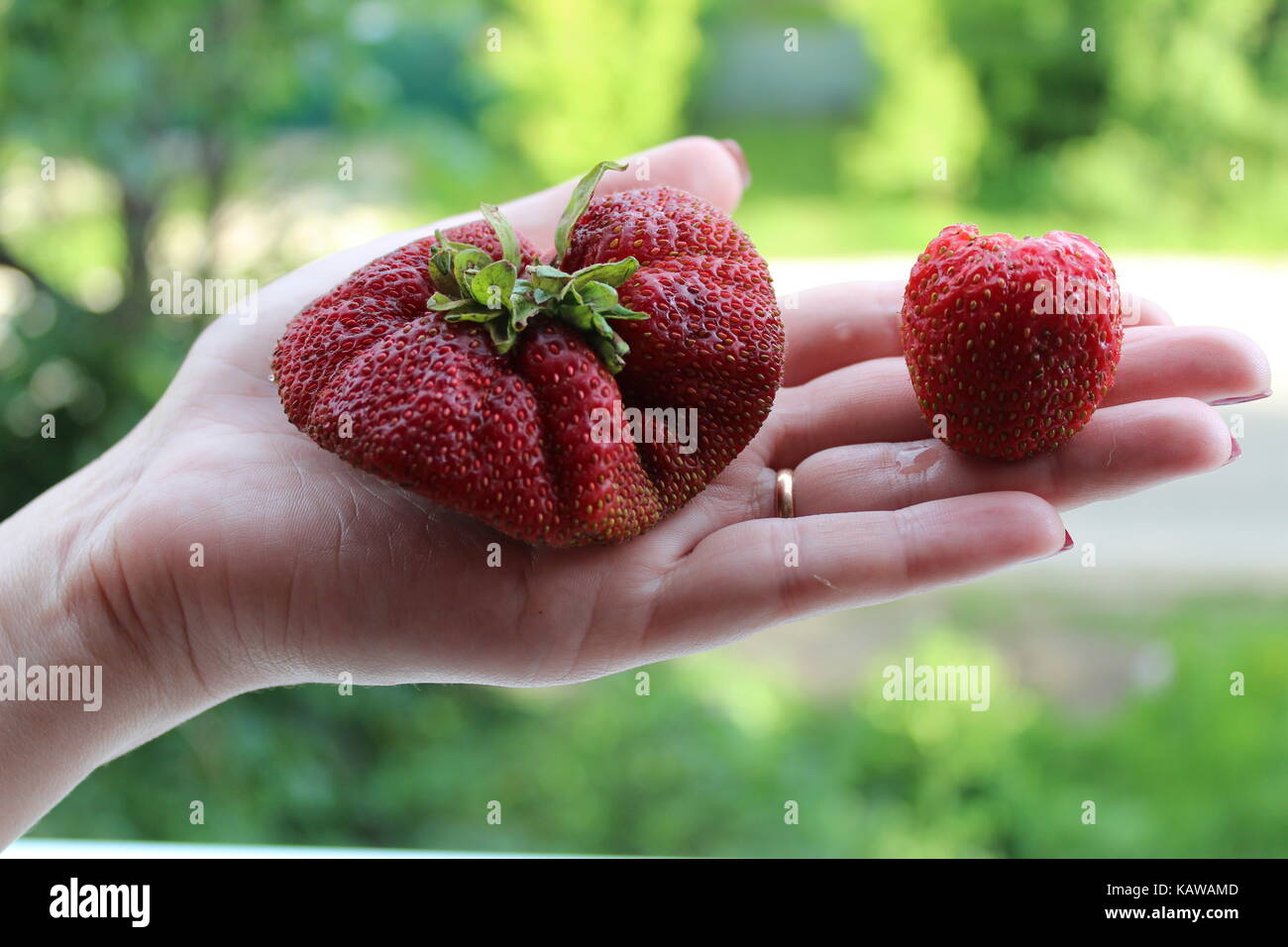 Fresh ripe strawberry in human hand Stock Photo - Alamy