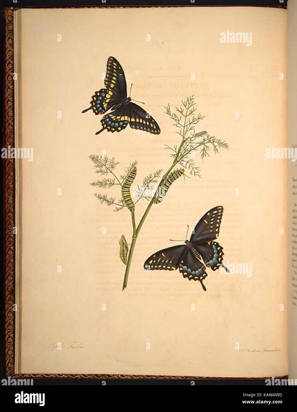 The natural history of the rarer lepidopterous insects of Georgia (Tab ...