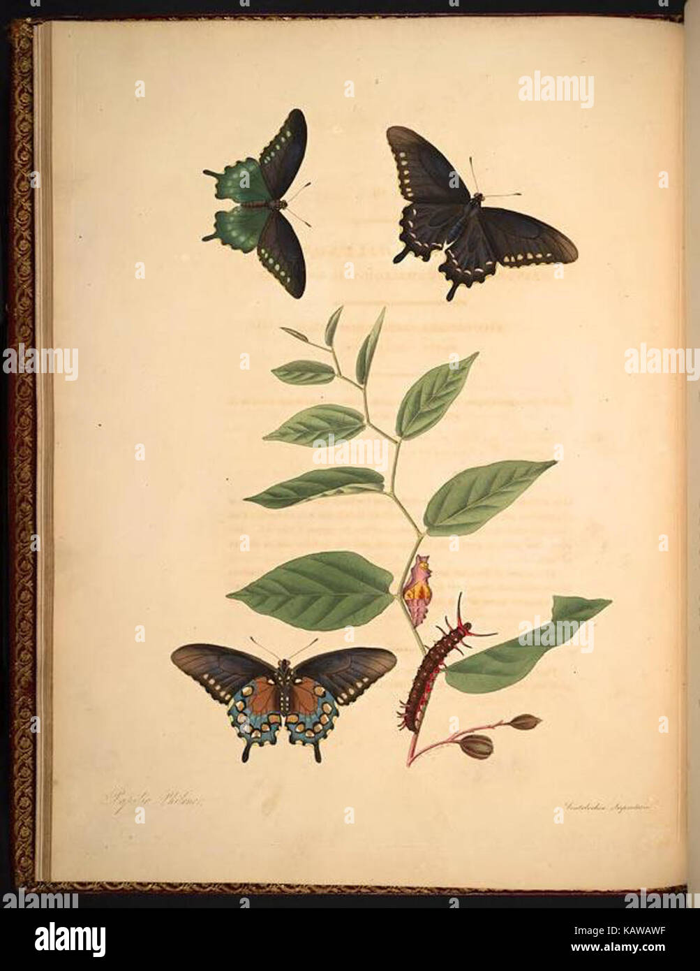 The natural history of the rarer lepidopterous insects of Georgia (Tab ...
