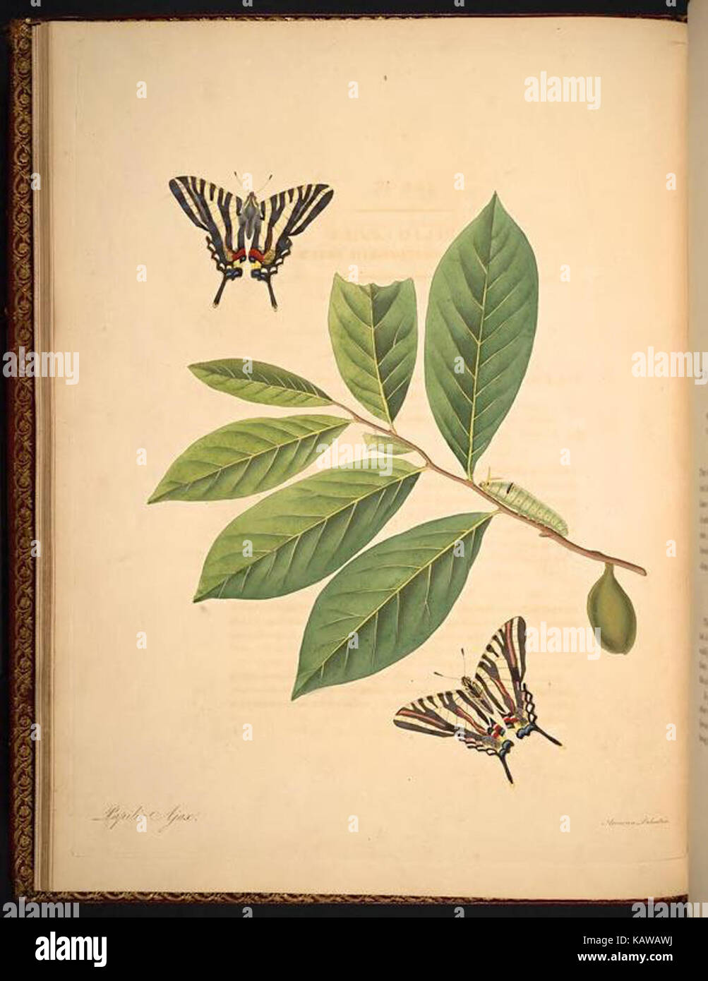 The natural history of the rarer lepidopterous insects of Georgia (Tab ...