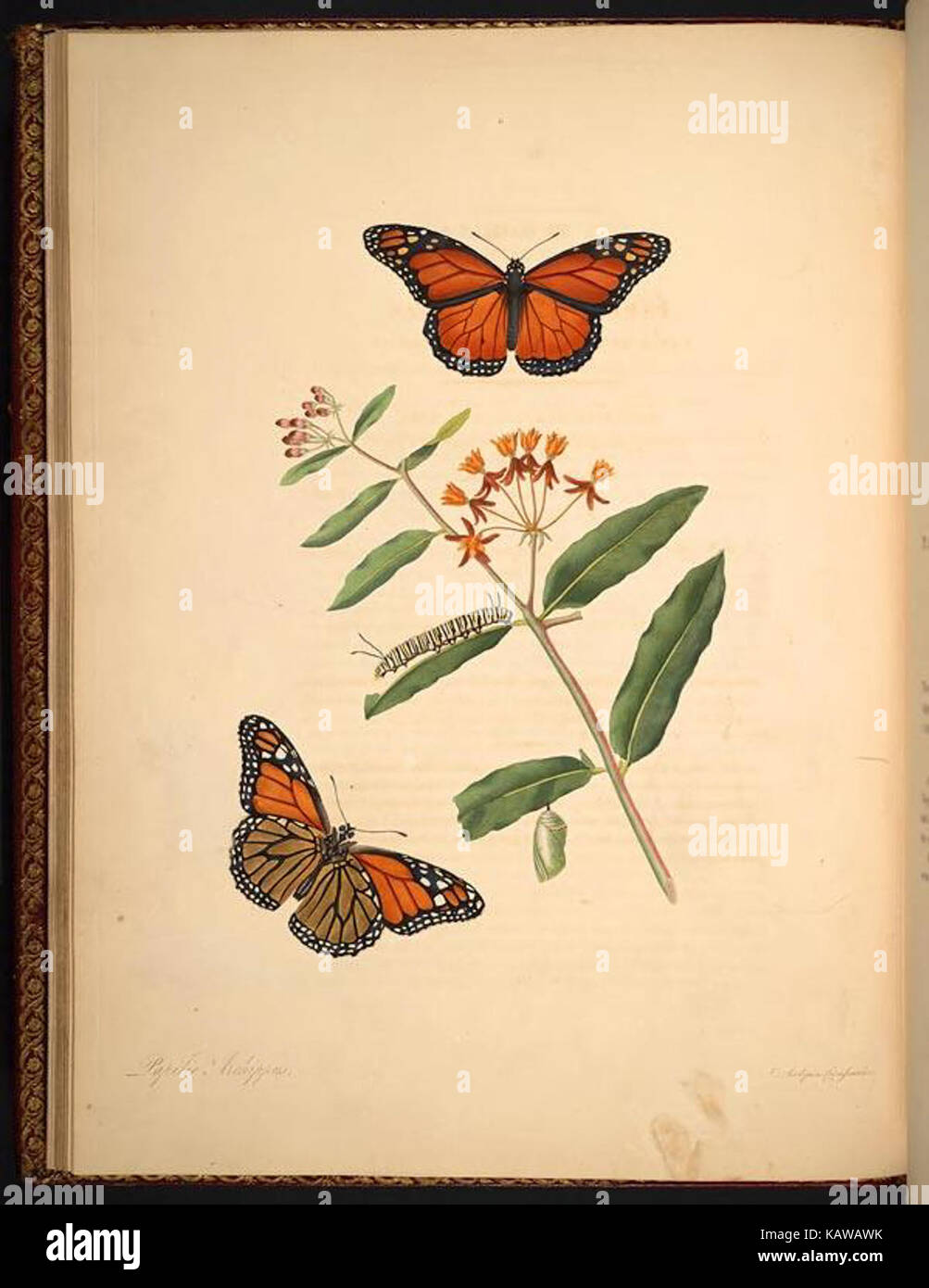 This image features an illustration from 'The Natural History of the ...
