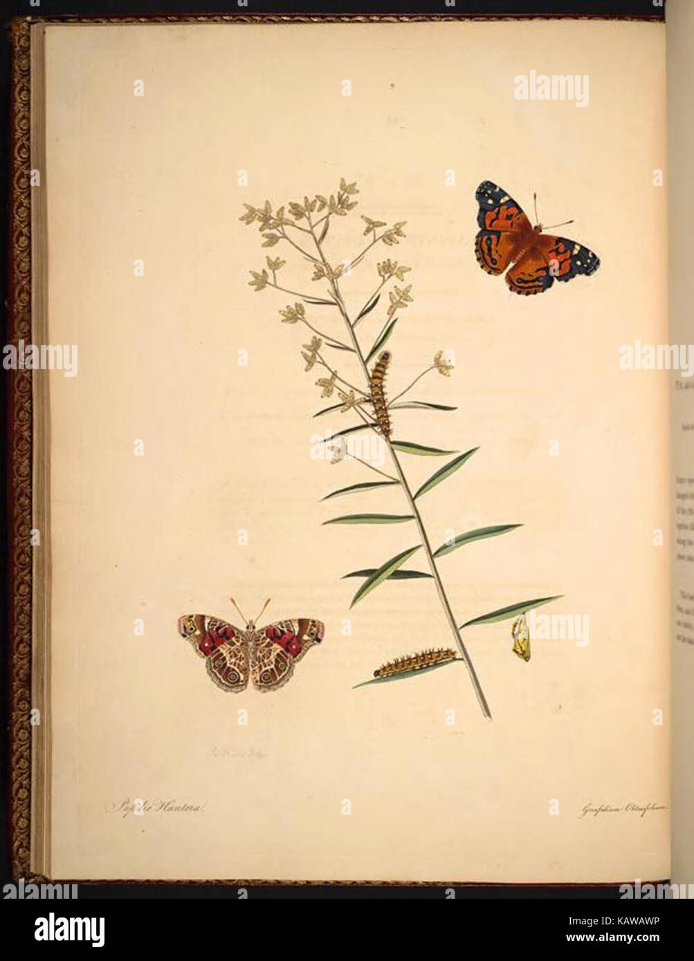 The natural history of the rarer lepidopterous insects of Georgia (Tab ...