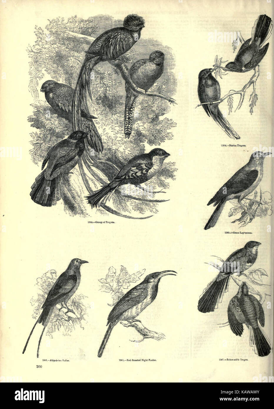 This page from 'The Pictorial Museum of Animated Nature' features a ...