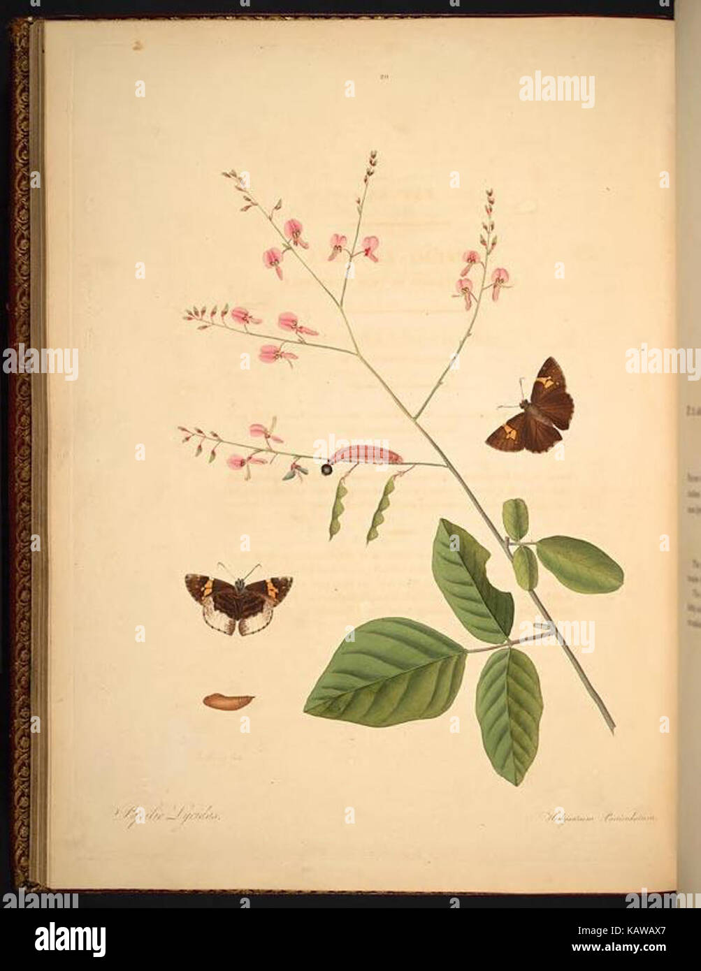 The natural history of the rarer lepidopterous insects of Georgia (Tab ...