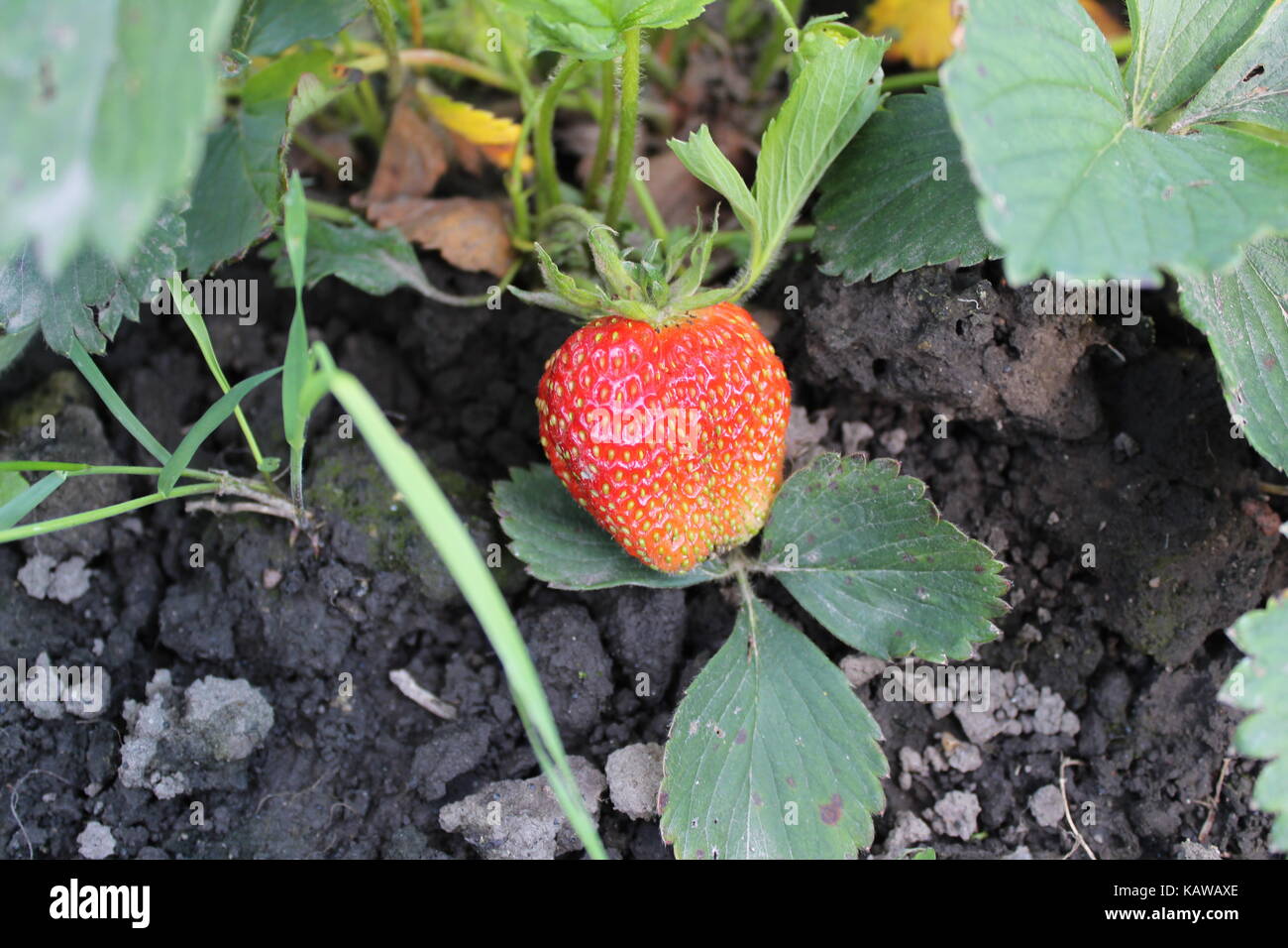 Greenhouse potted strawberry plant hi-res stock photography and images ...