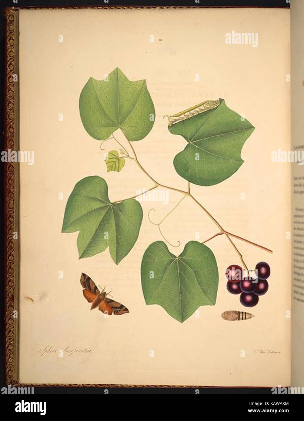 The natural history of the rarer lepidopterous insects of Georgia (Tab ...