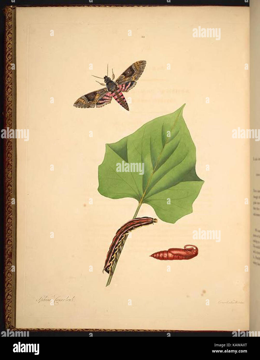 The natural history of the rarer lepidopterous insects of Georgia (Tab ...