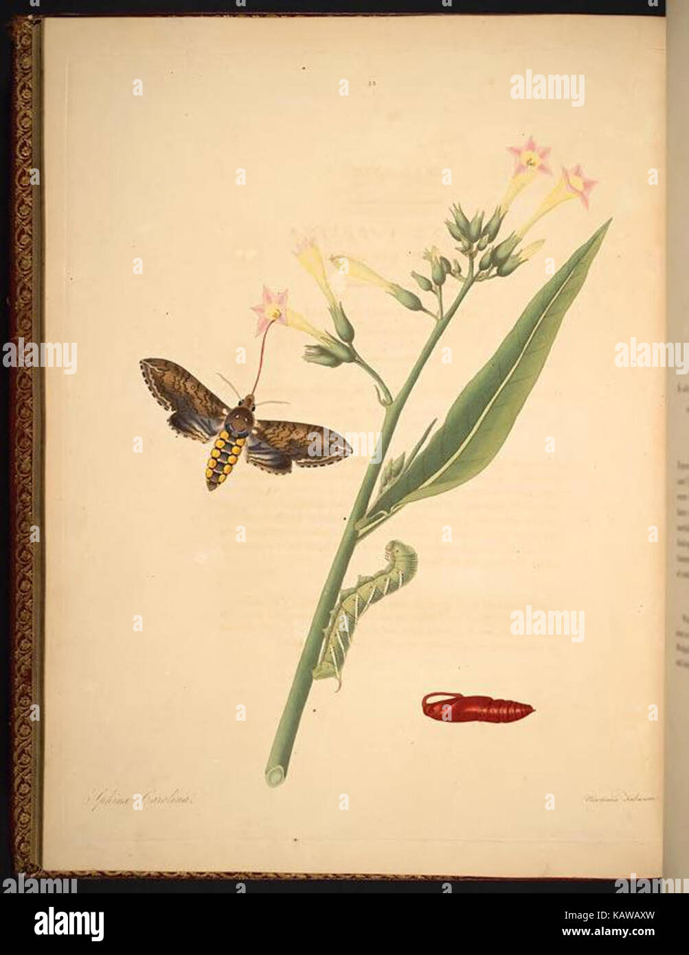 The natural history of the rarer lepidopterous insects of Georgia (Tab ...