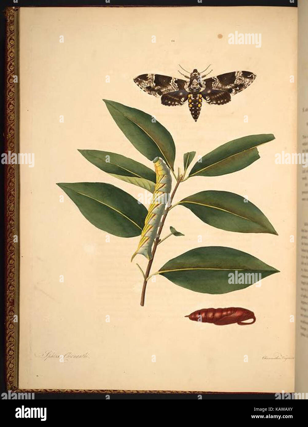 The natural history of the rarer lepidopterous insects of Georgia (Tab ...