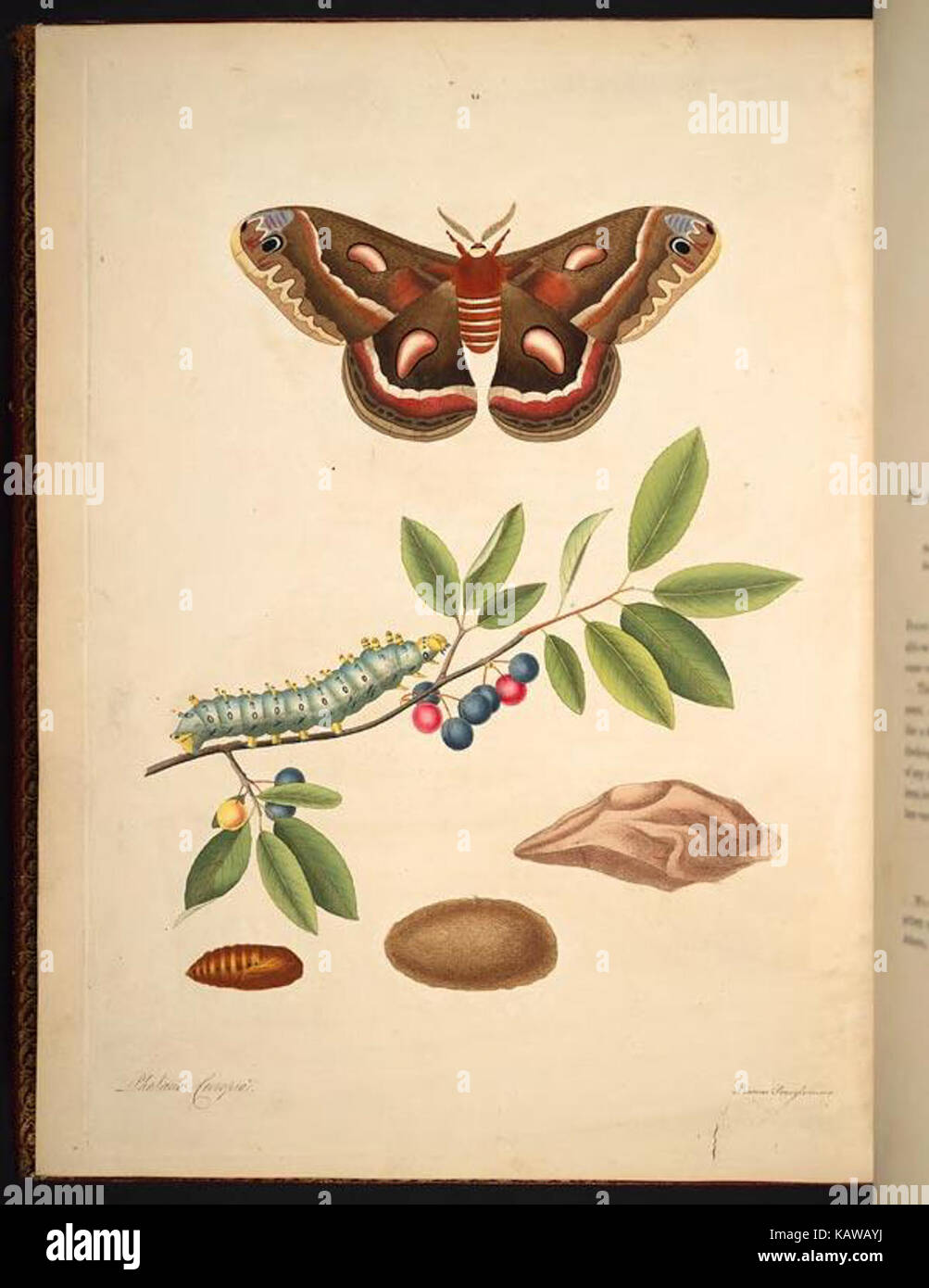 The natural history of the rarer lepidopterous insects of Georgia (Tab ...