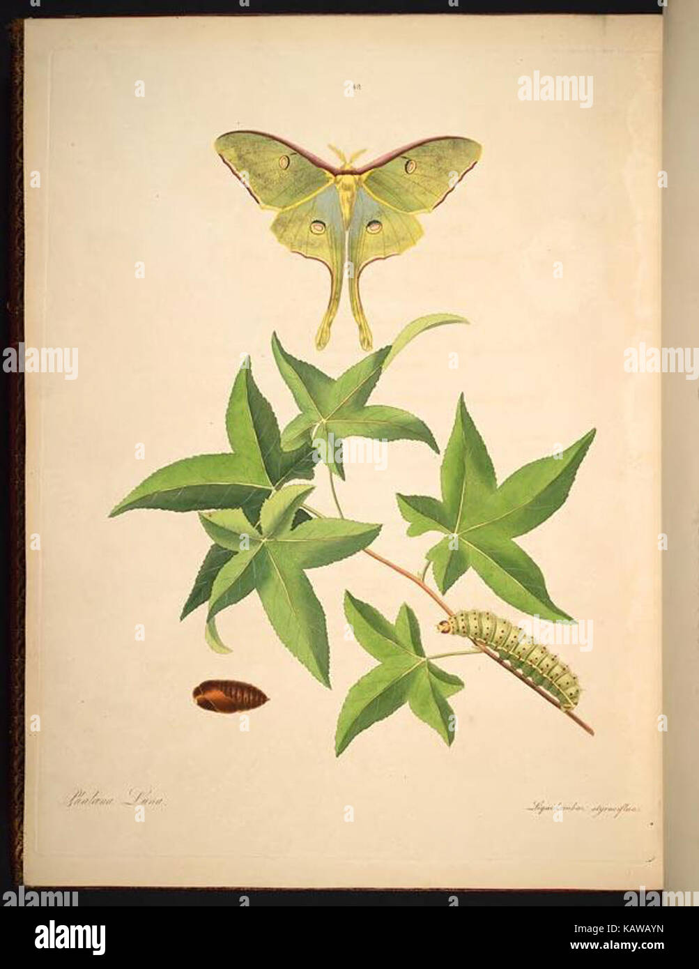 The natural history of the rarer lepidopterous insects of Georgia (Tab ...