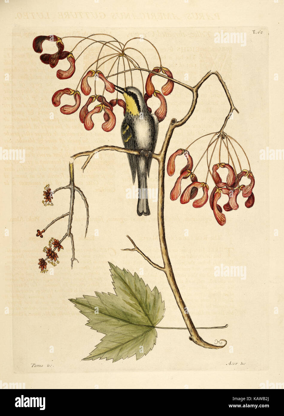 The natural history of Carolina, Florida, and the Bahama Islands (T. 62 ...