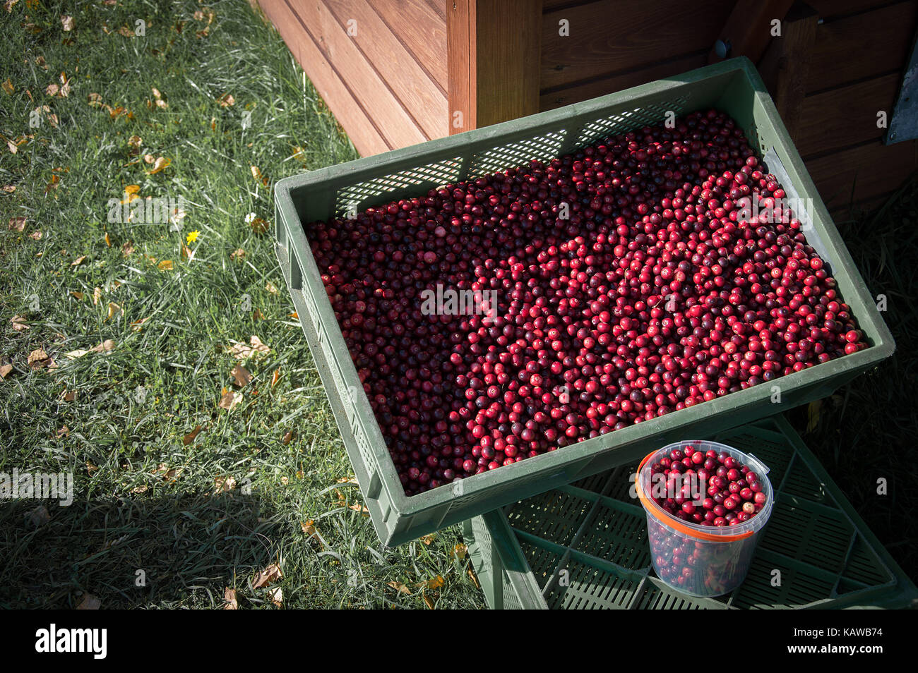 Closeup big box cranberry hi-res stock photography and images - Alamy