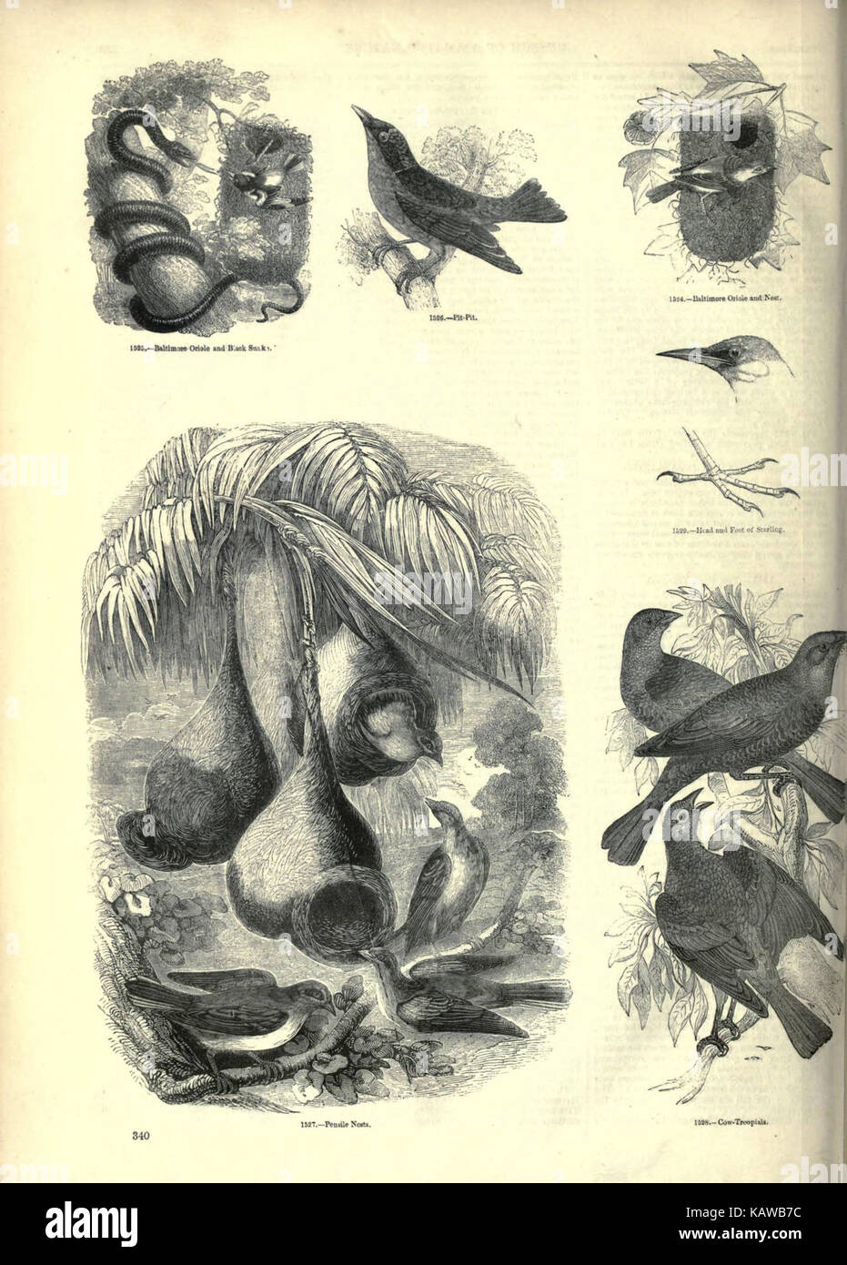 This illustration from 'The Pictorial Museum of Animated Nature ...