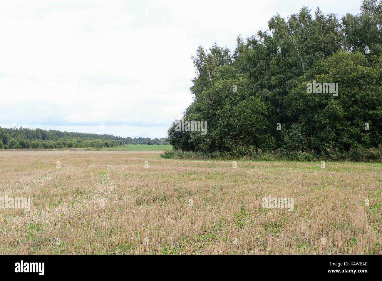 Mown field on background of forest and sky Stock Photo - Alamy