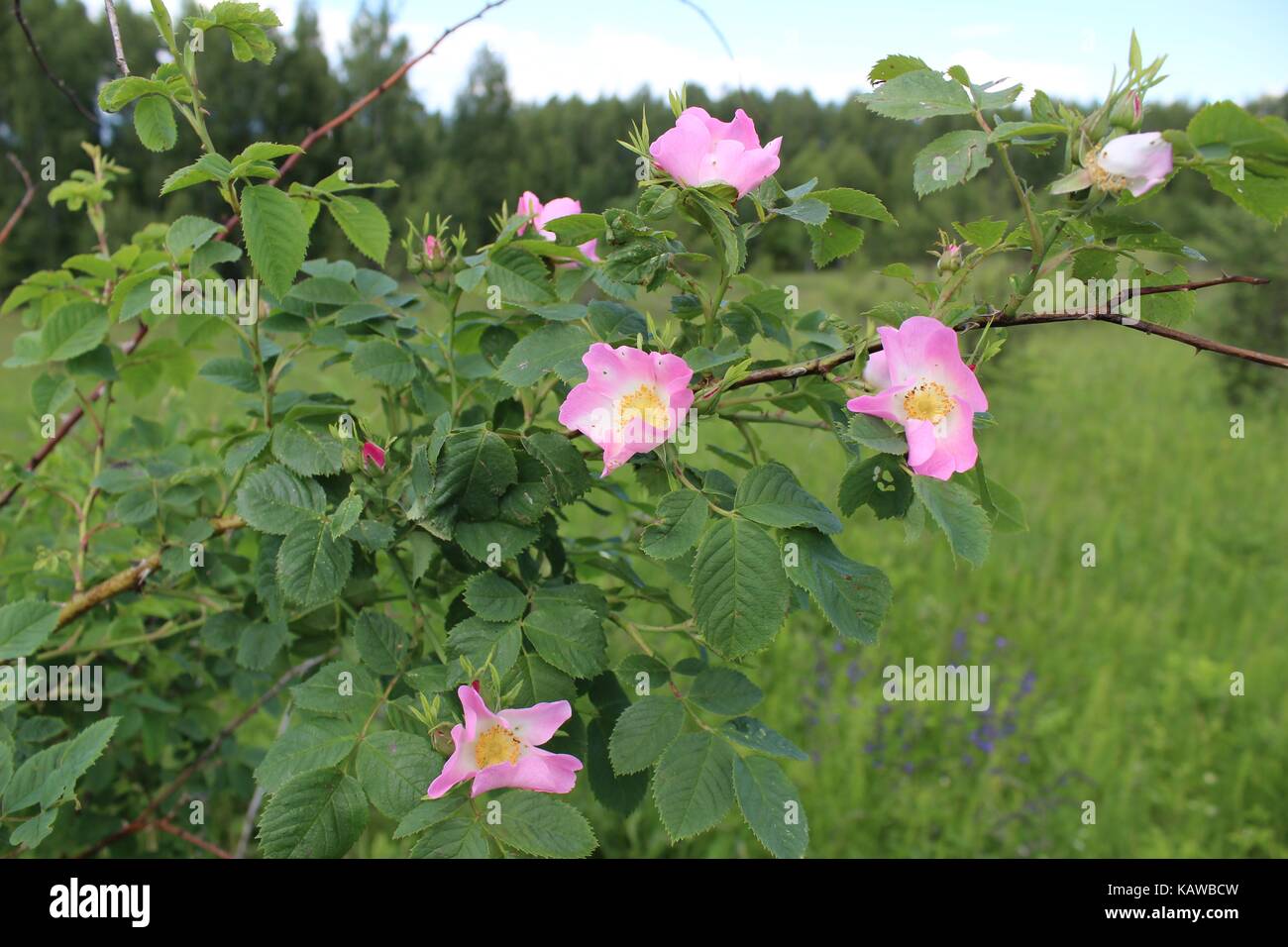 The wild rose (dog-rose) bush in the flowering stage. Large pink ...