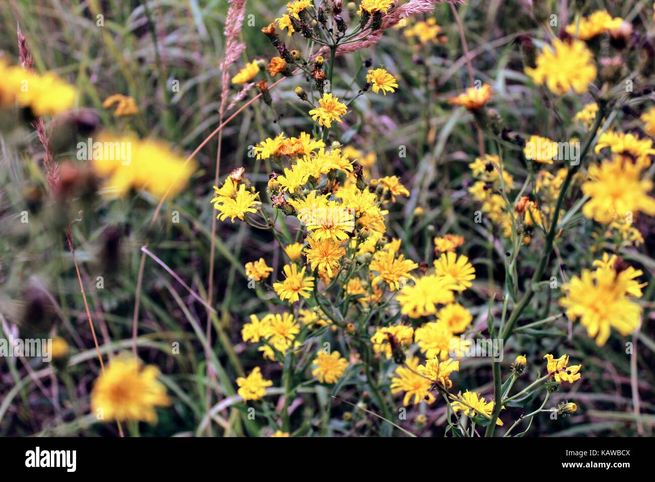 Yellow heads of field flowers photographed close-up Stock Photo - Alamy