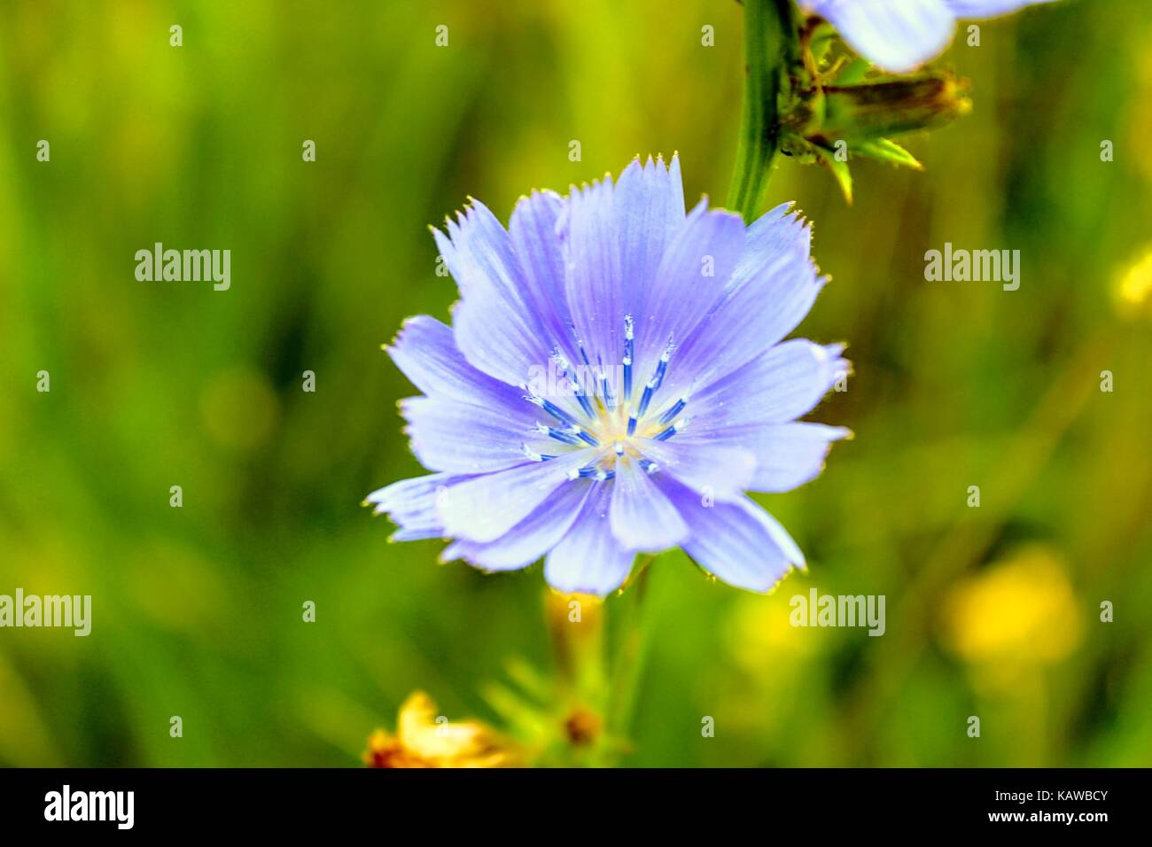 Blue head of a field flower photographed close-up Stock Photo - Alamy