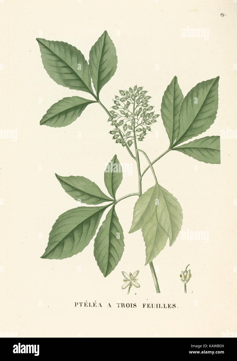 Forest collection illustration hi-res stock photography and images - Alamy