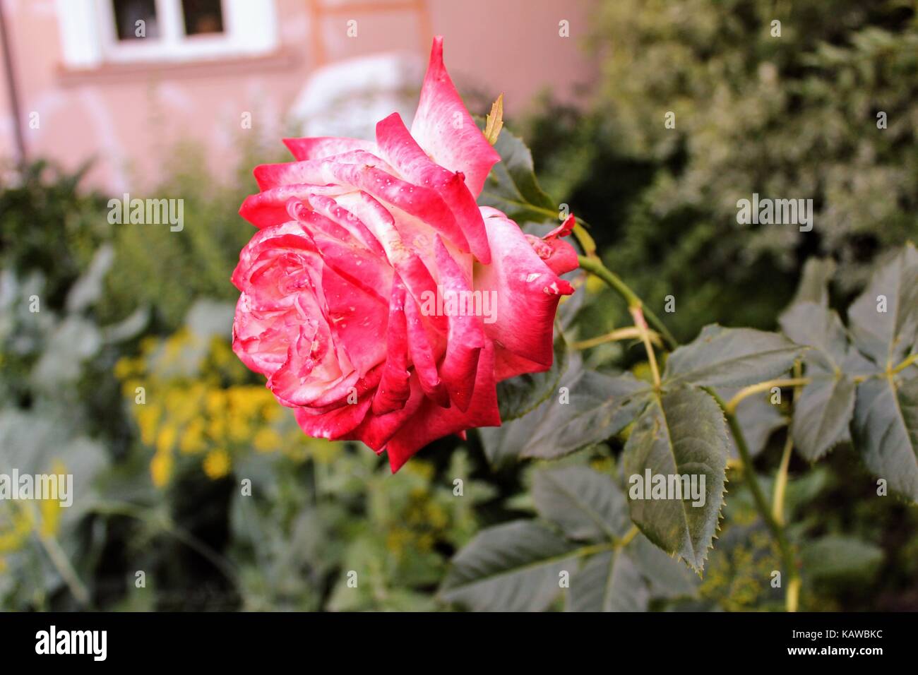 A beautiful red rose growing in the garden Stock Photo - Alamy