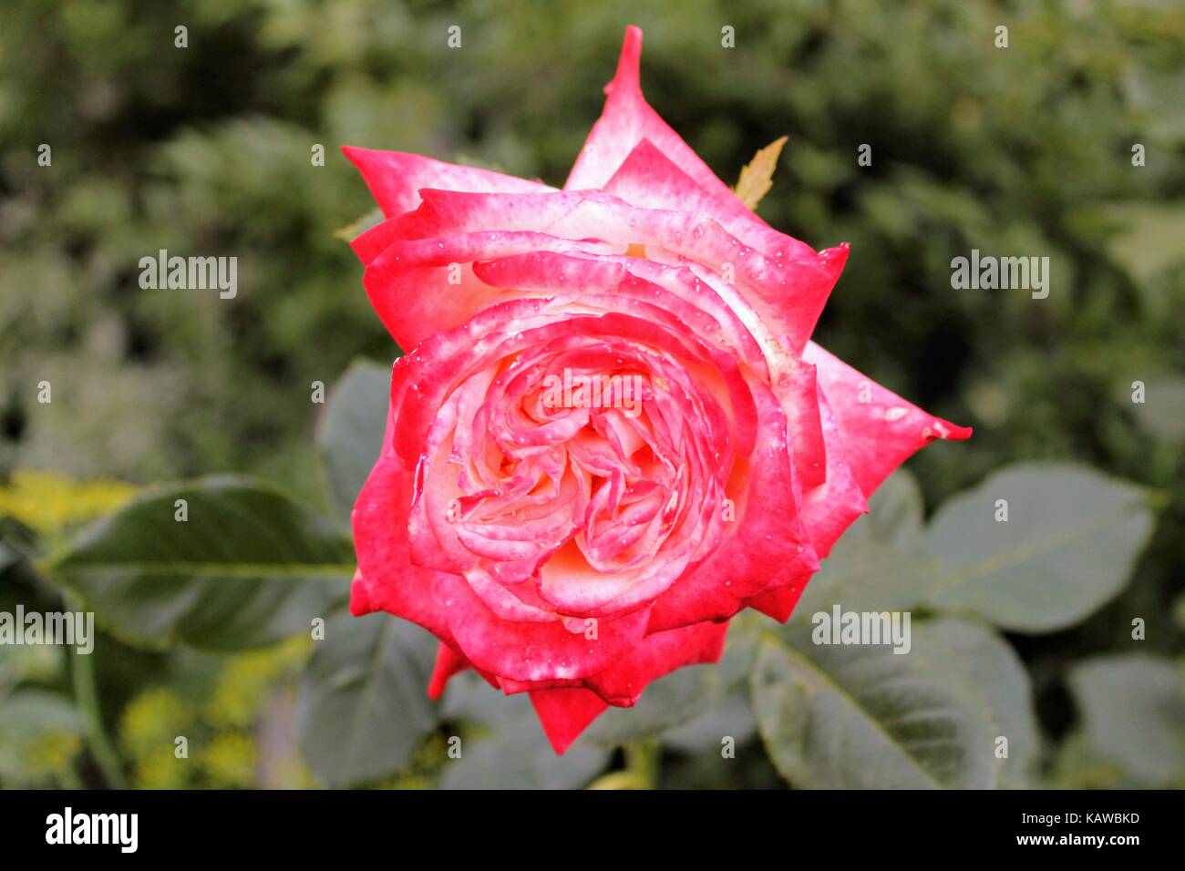 A beautiful red rose growing in the garden Stock Photo - Alamy