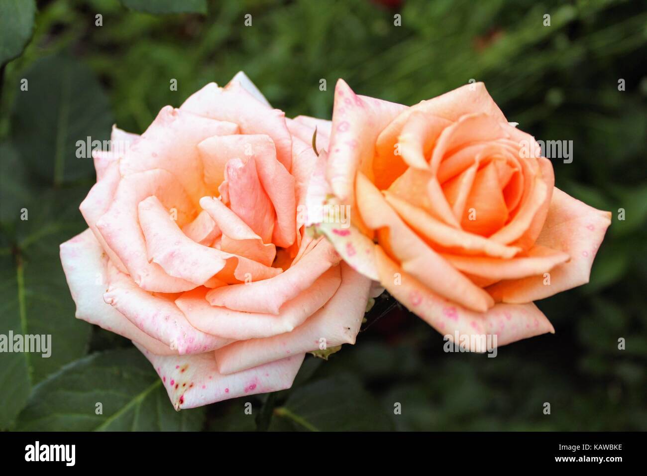 A pair of beautiful orange roses growing in the garden Stock Photo - Alamy