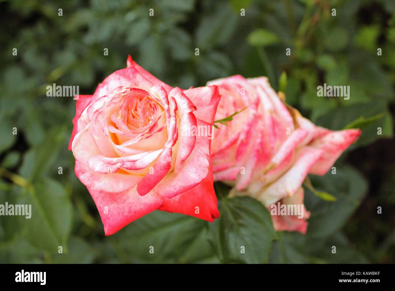 A pair of beautiful red roses growing in the garden Stock Photo - Alamy