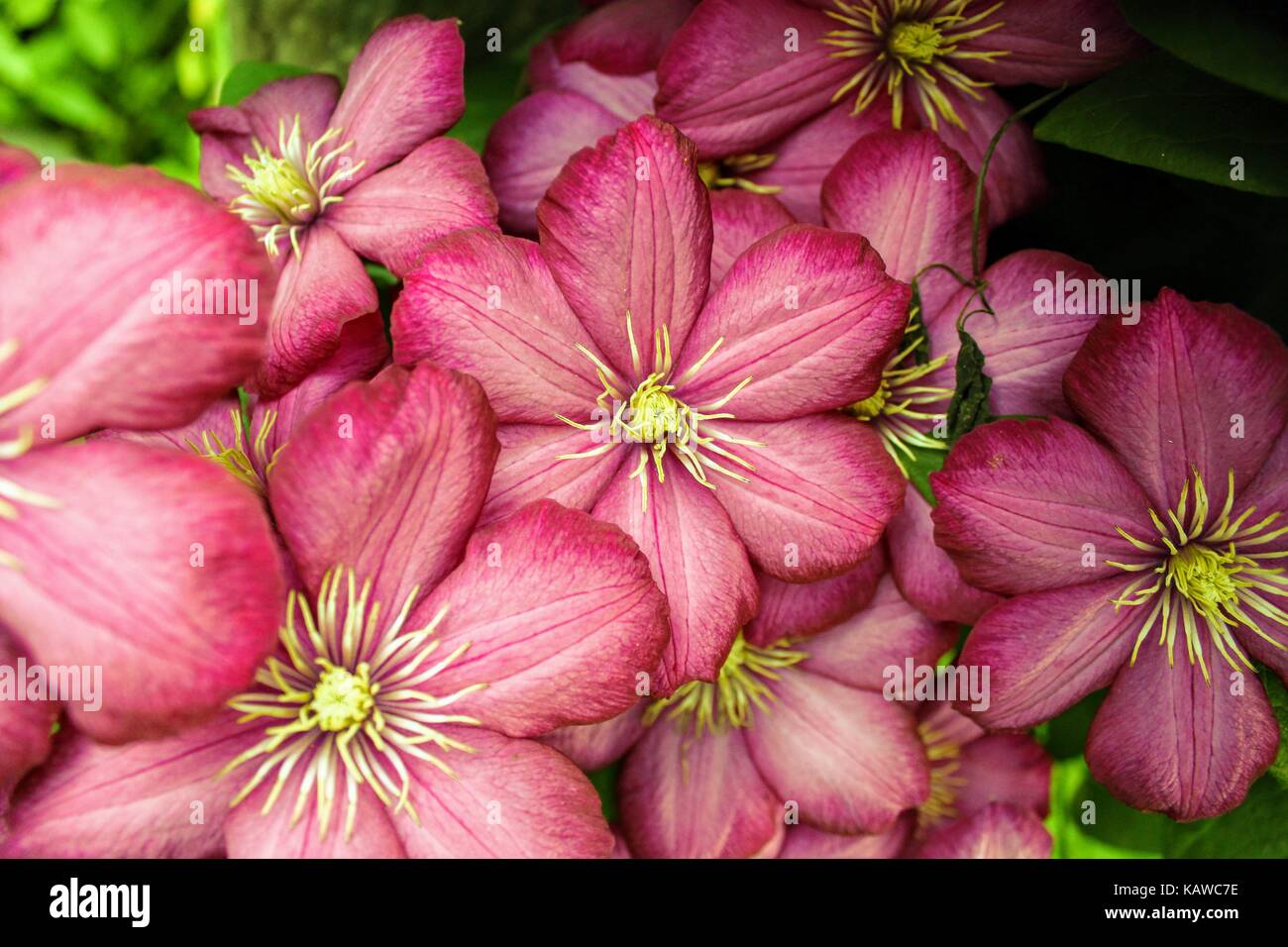 Bright red flowers of clematis growing in the garden Stock Photo - Alamy