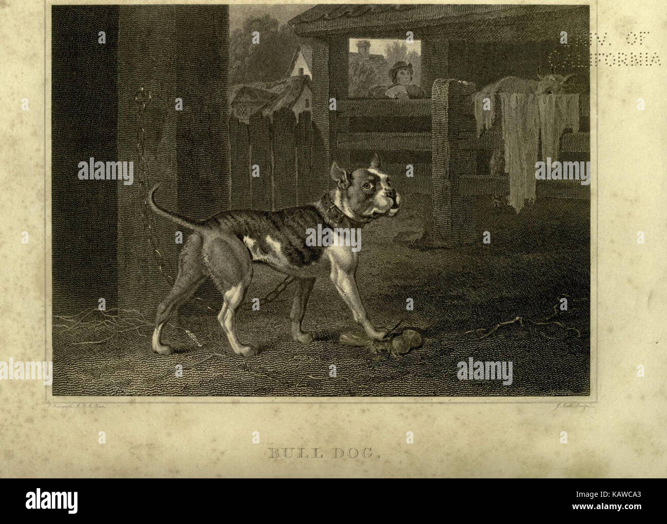 This image shows Plate 37 from 'The Sportsman's Repository', which ...