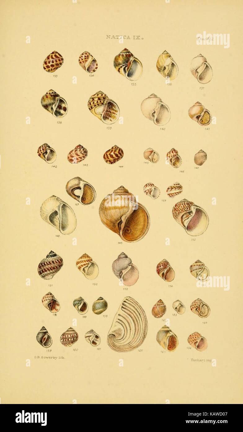 Detailed study of various mollusk shells hi-res stock photography and ...