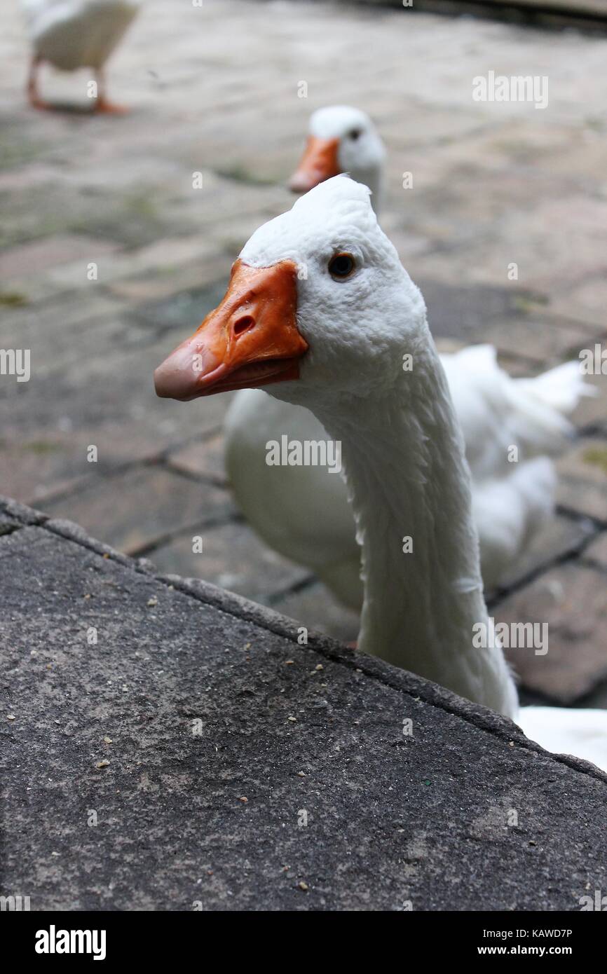 Curious ducks hi-res stock photography and images - Alamy