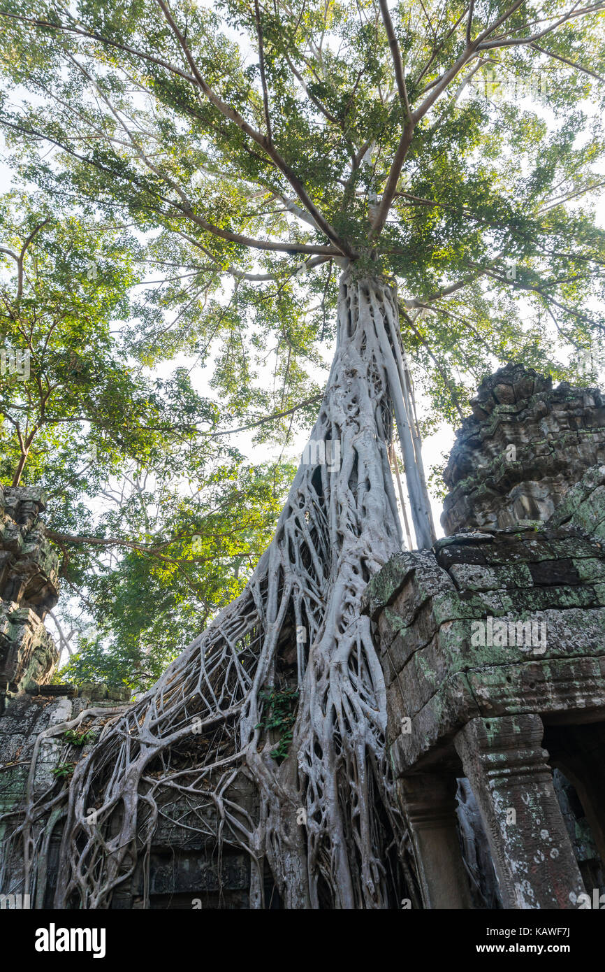 Big tree over Ta Prohm temple in siem reap cambodia Stock Photo - Alamy