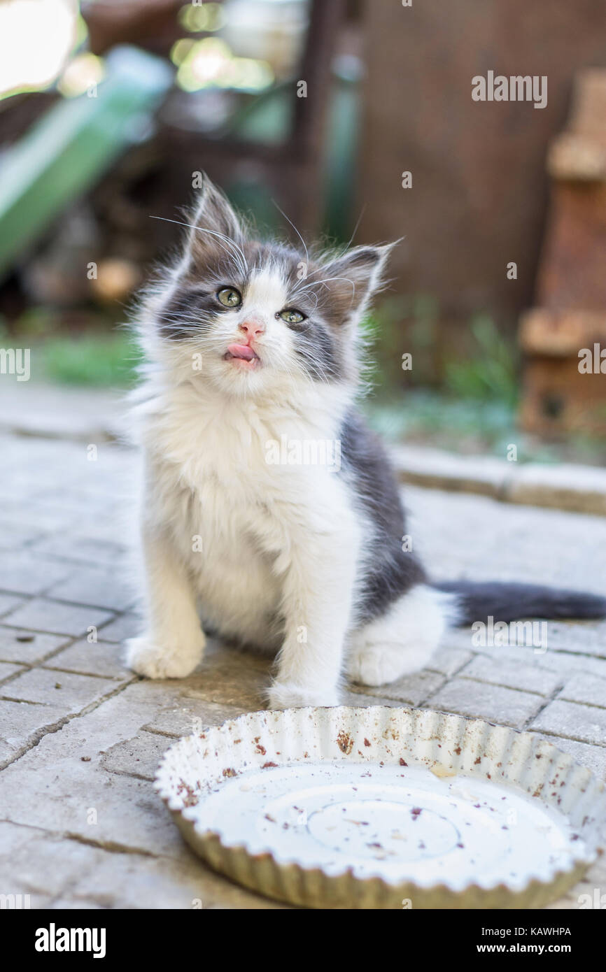 Nice cutie hi-res stock photography and images - Alamy