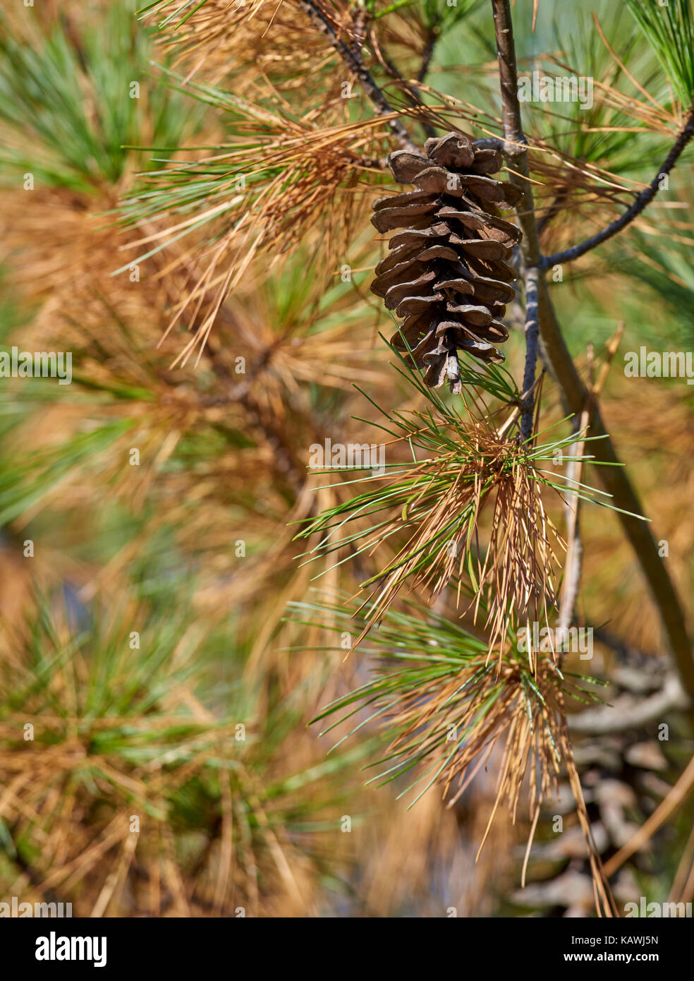 Pine Cones from Norway Spruce and Red Pine Trees Stock Photo - Alamy