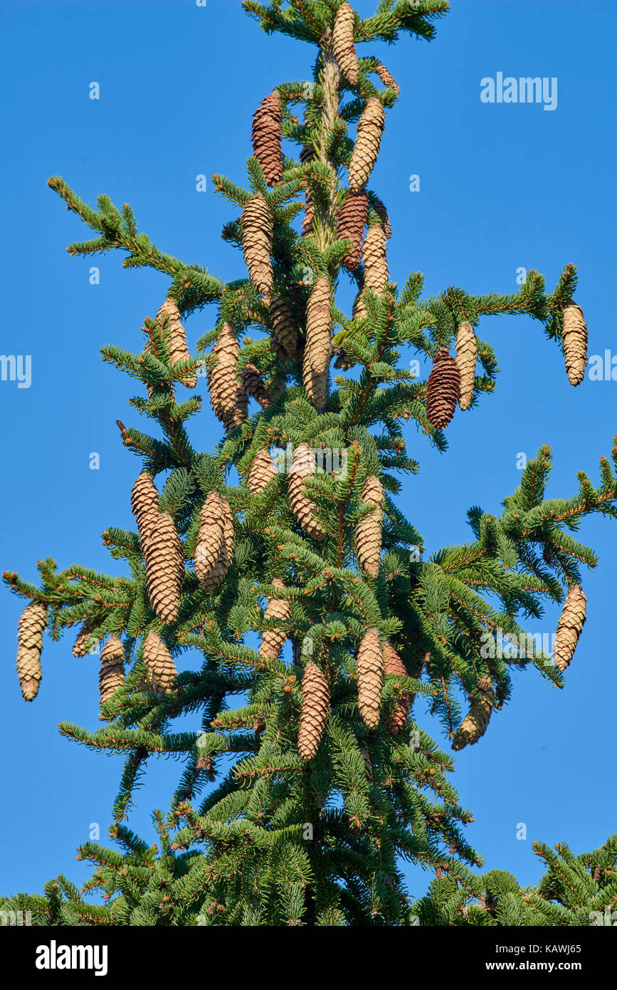 Red Spruce Cone