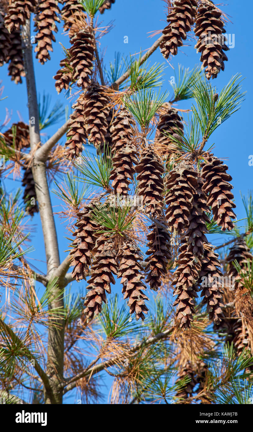 Pine Cones from Norway Spruce and Red Pine Trees Stock Photo - Alamy