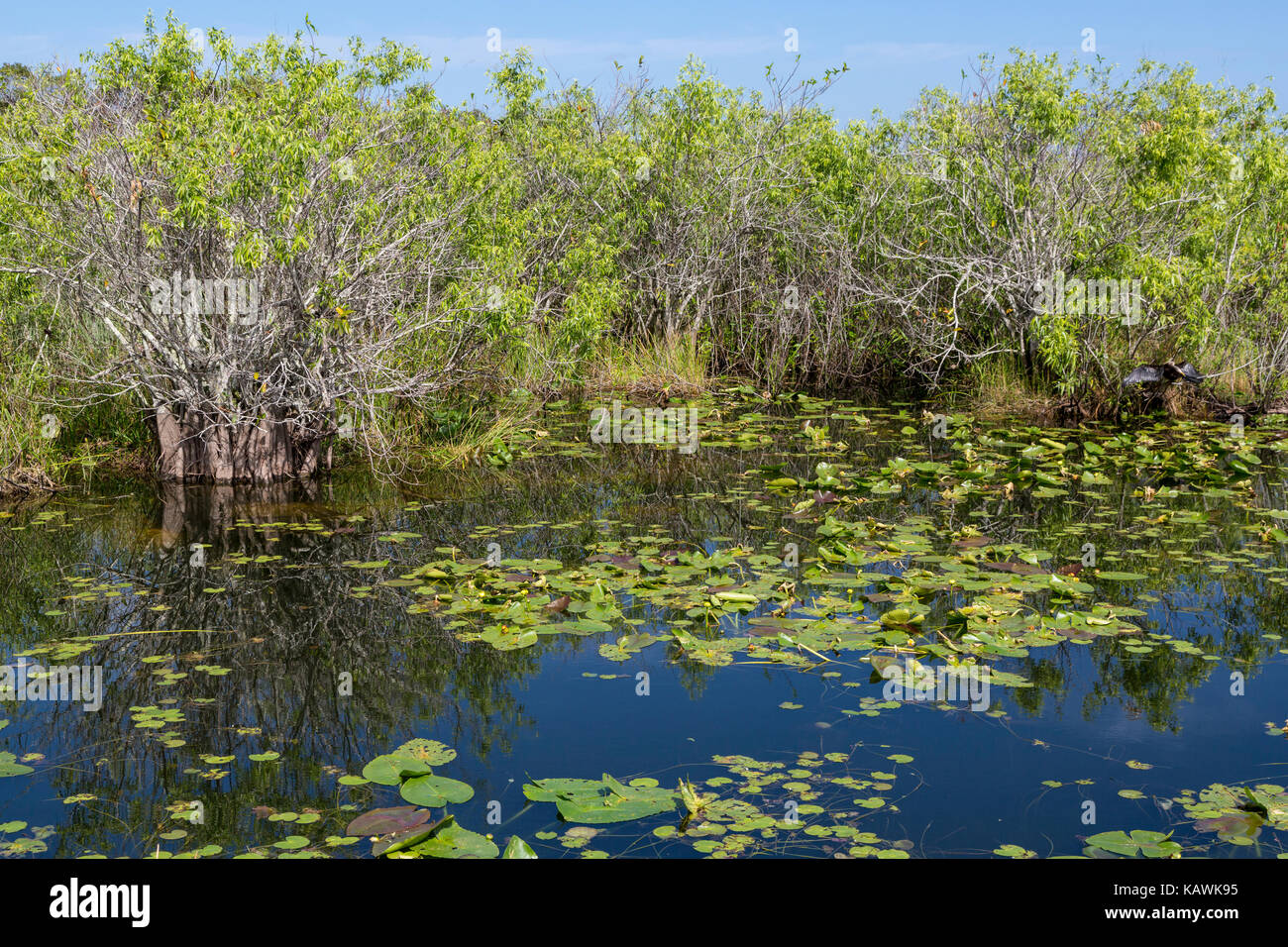 Everglades National Park, Florida. Wetlands Vegatation from the Anhinga ...