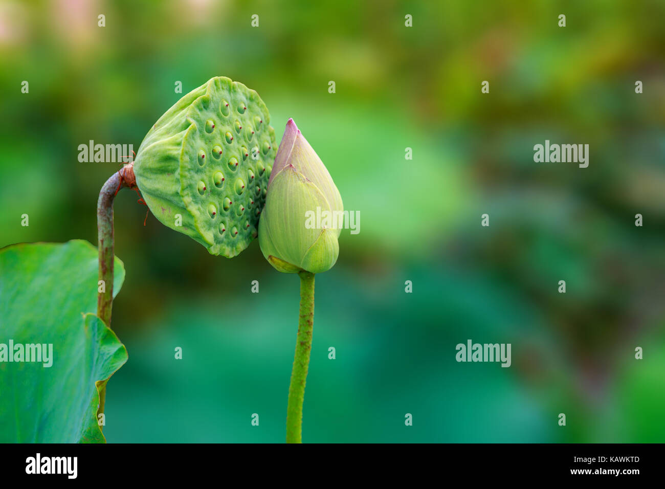 Fruit of lotus flower hi-res stock photography and images - Alamy