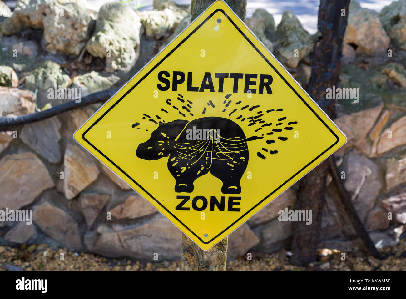 Homosassa Springs Wildlife State Park, Florida, USA. Hippopotamus ...