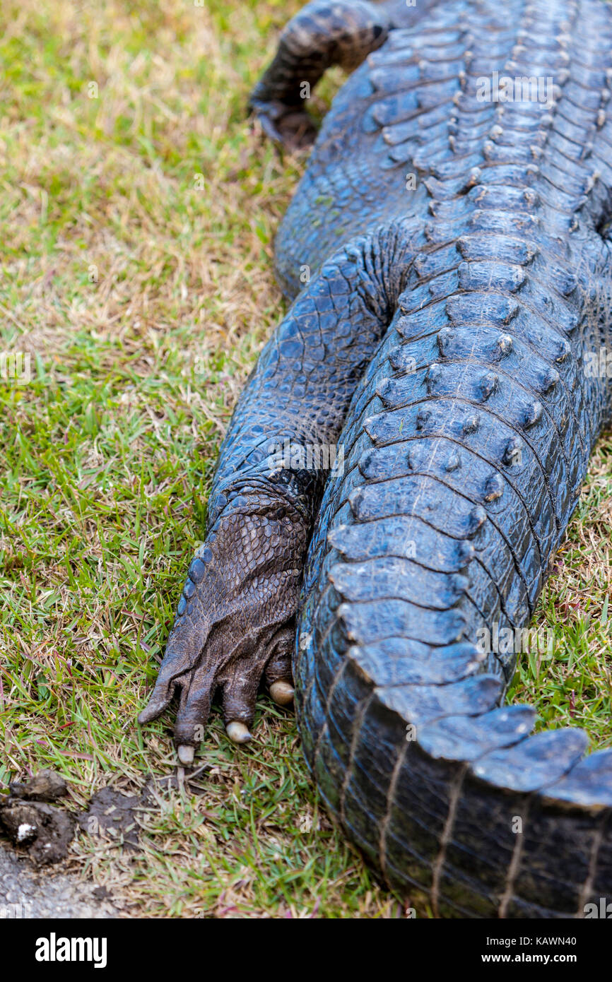 Everglades National Park, Florida. Tail and Foot of an Alligator ...